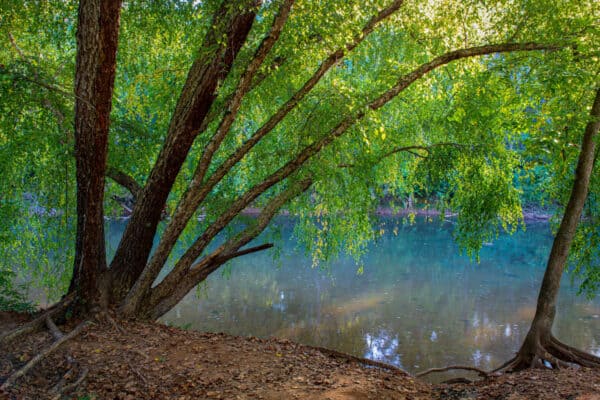 The 10 Most Iconic Trees Native to Pennsylvania - A-Z Animals