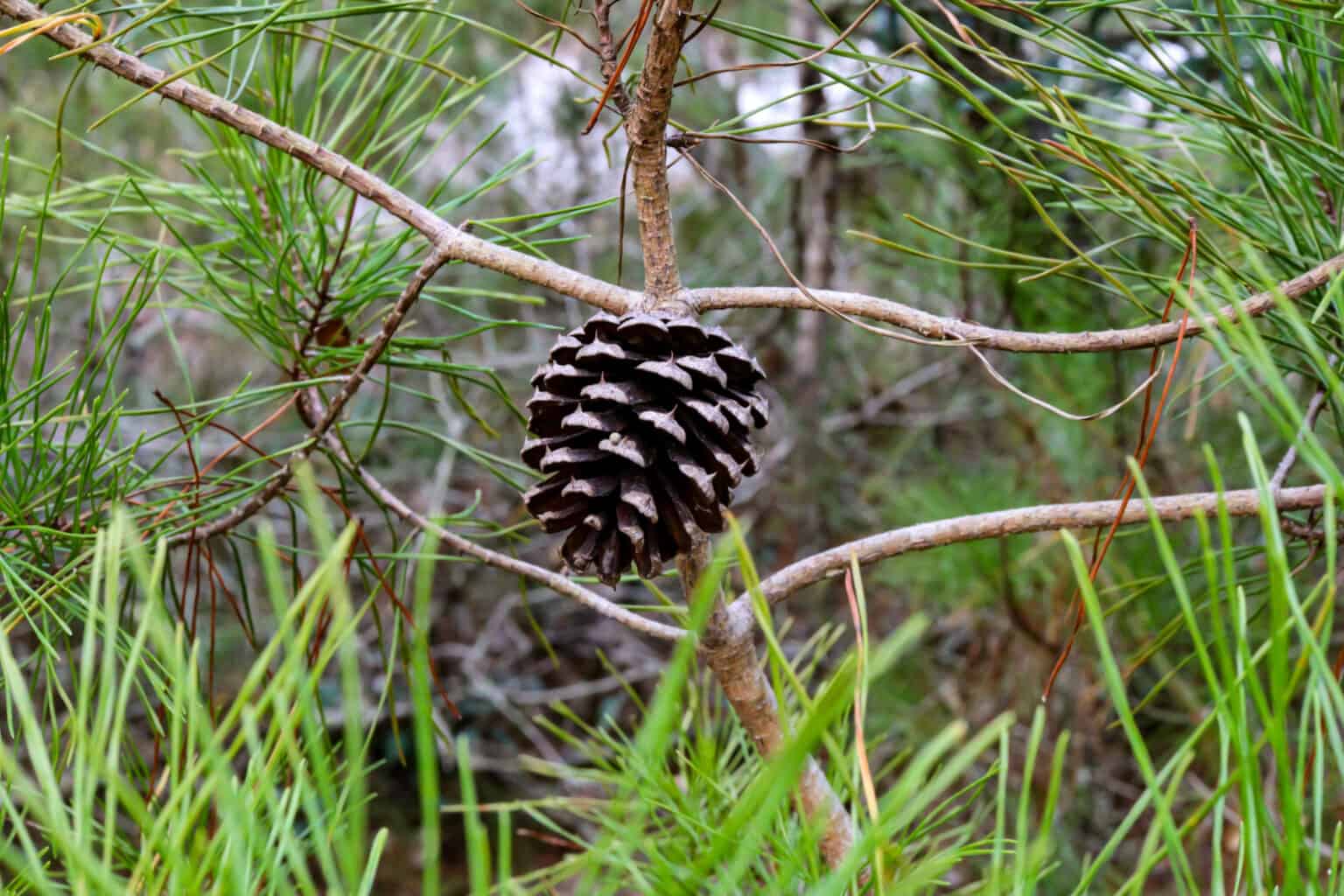 Discover the 20+ Different Types of Pine Trees - A-Z Animals