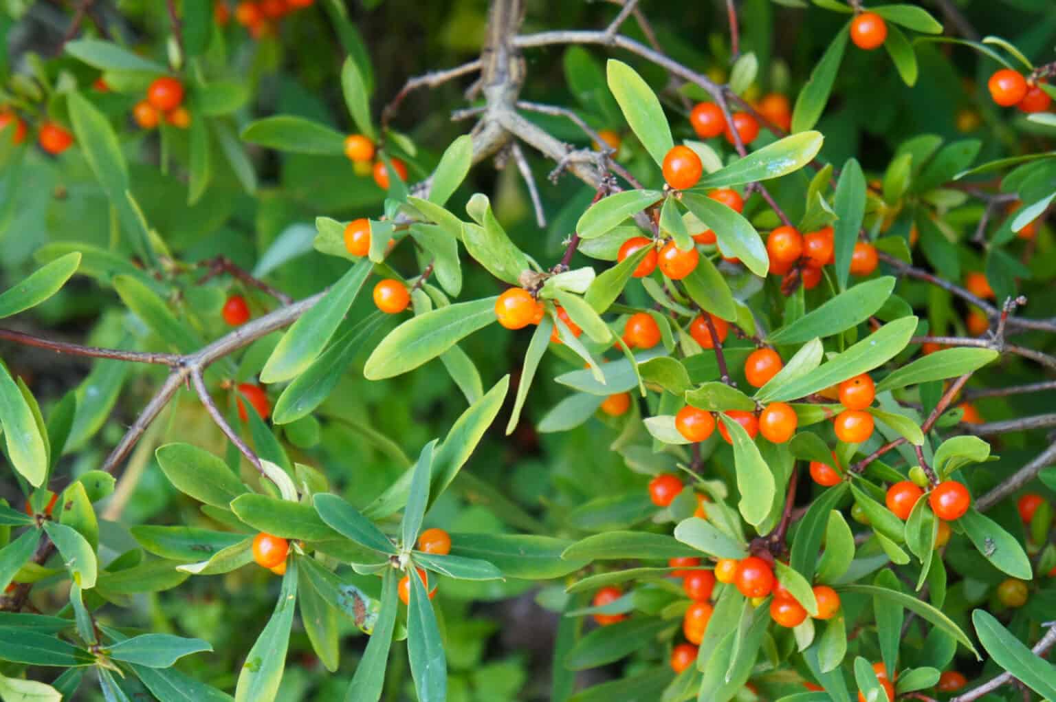 10+ Different Types of Poisonous Berries To Avoid At All Costs - A-Z ...