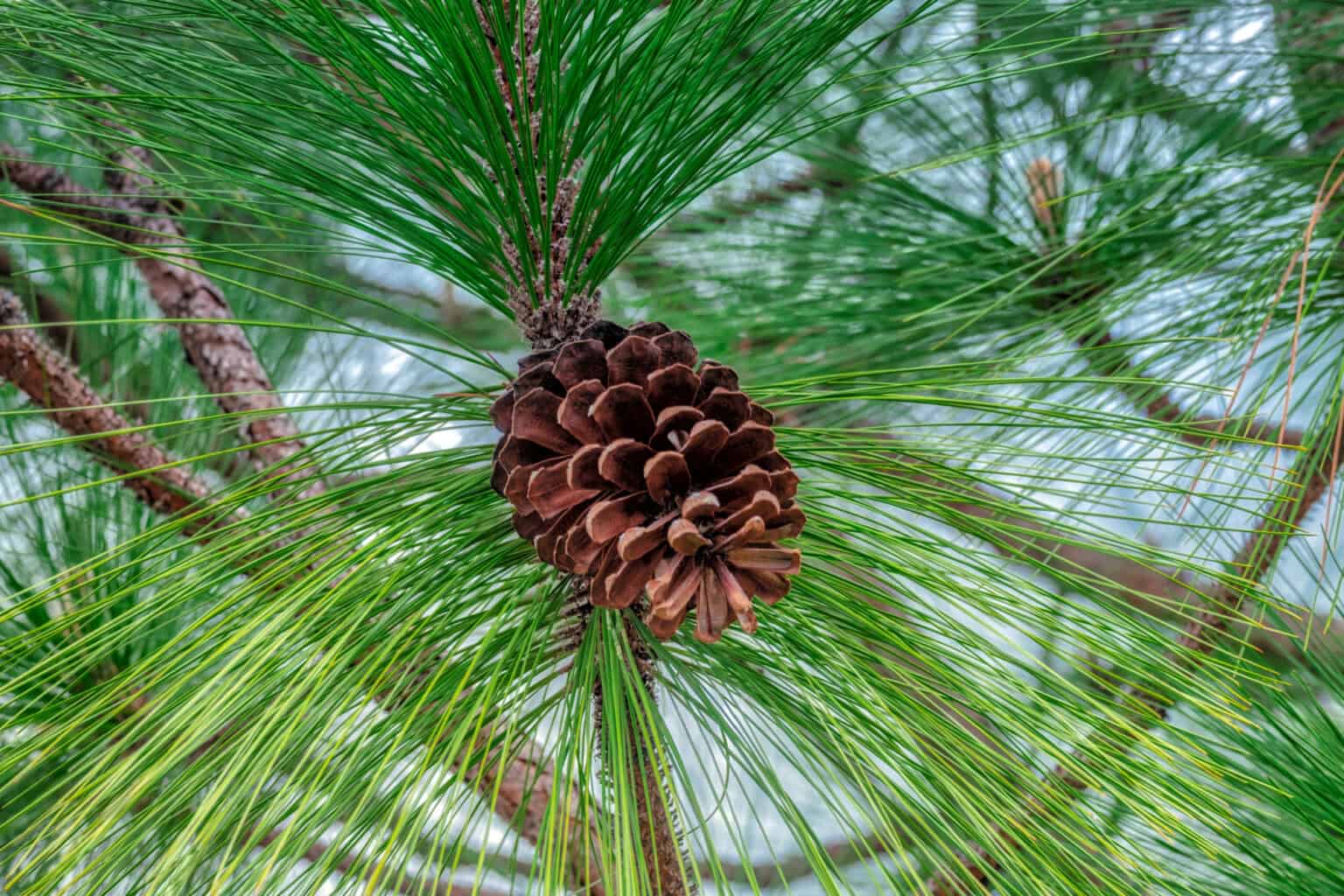 Discover the 20+ Different Types of Pine Trees - A-Z Animals