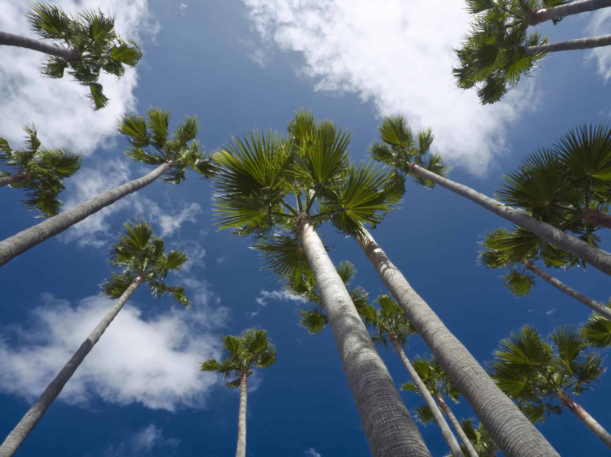 Discover 15 Different Types Of Palm Trees A Z Animals