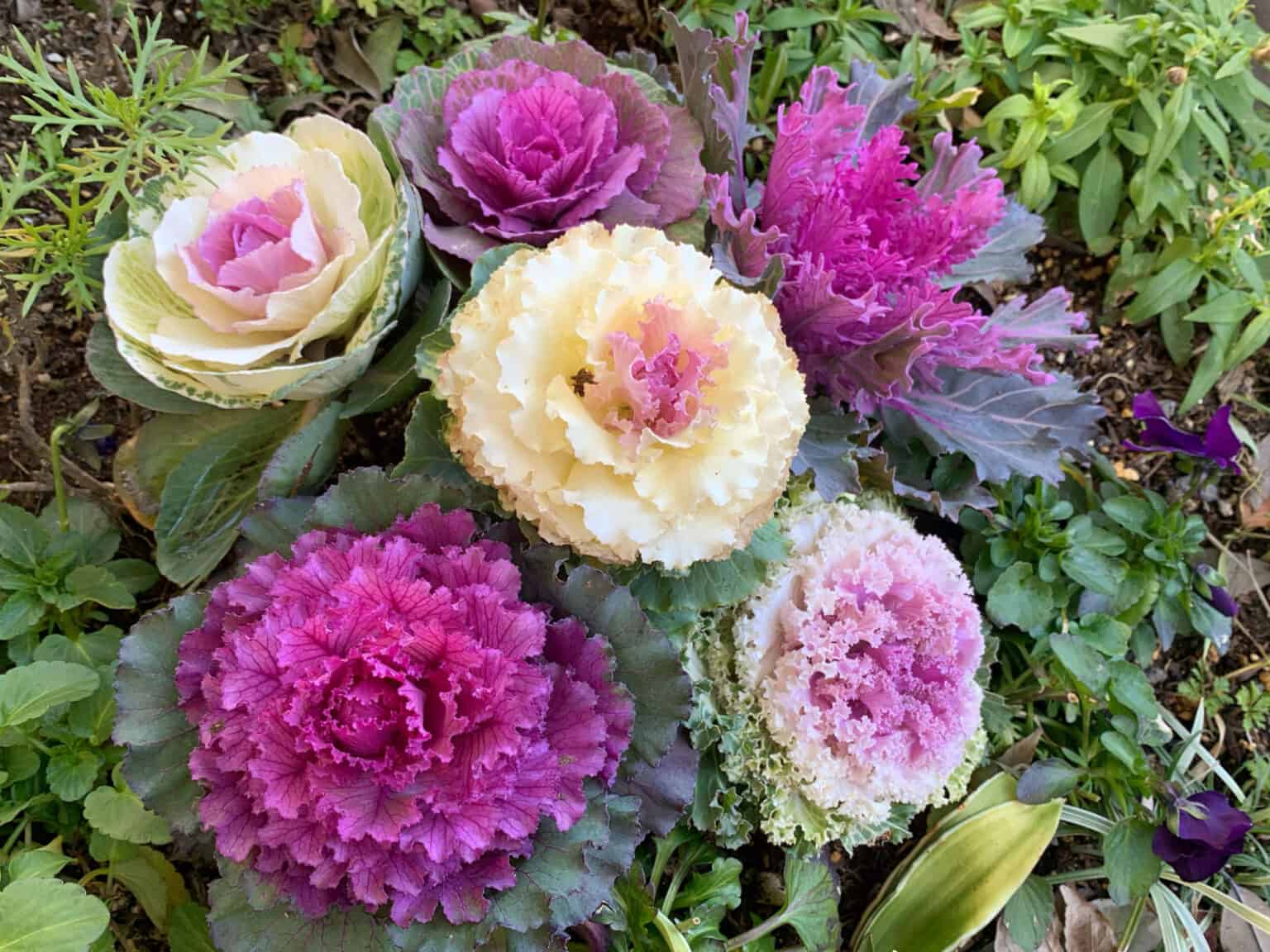 6 Flowers to Plant in December - A-Z Animals