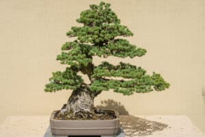 Discover The 20+ Different Types of Bonsai Trees - A-Z Animals