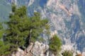7 Incredible Trees Native to Cyprus - A-Z Animals
