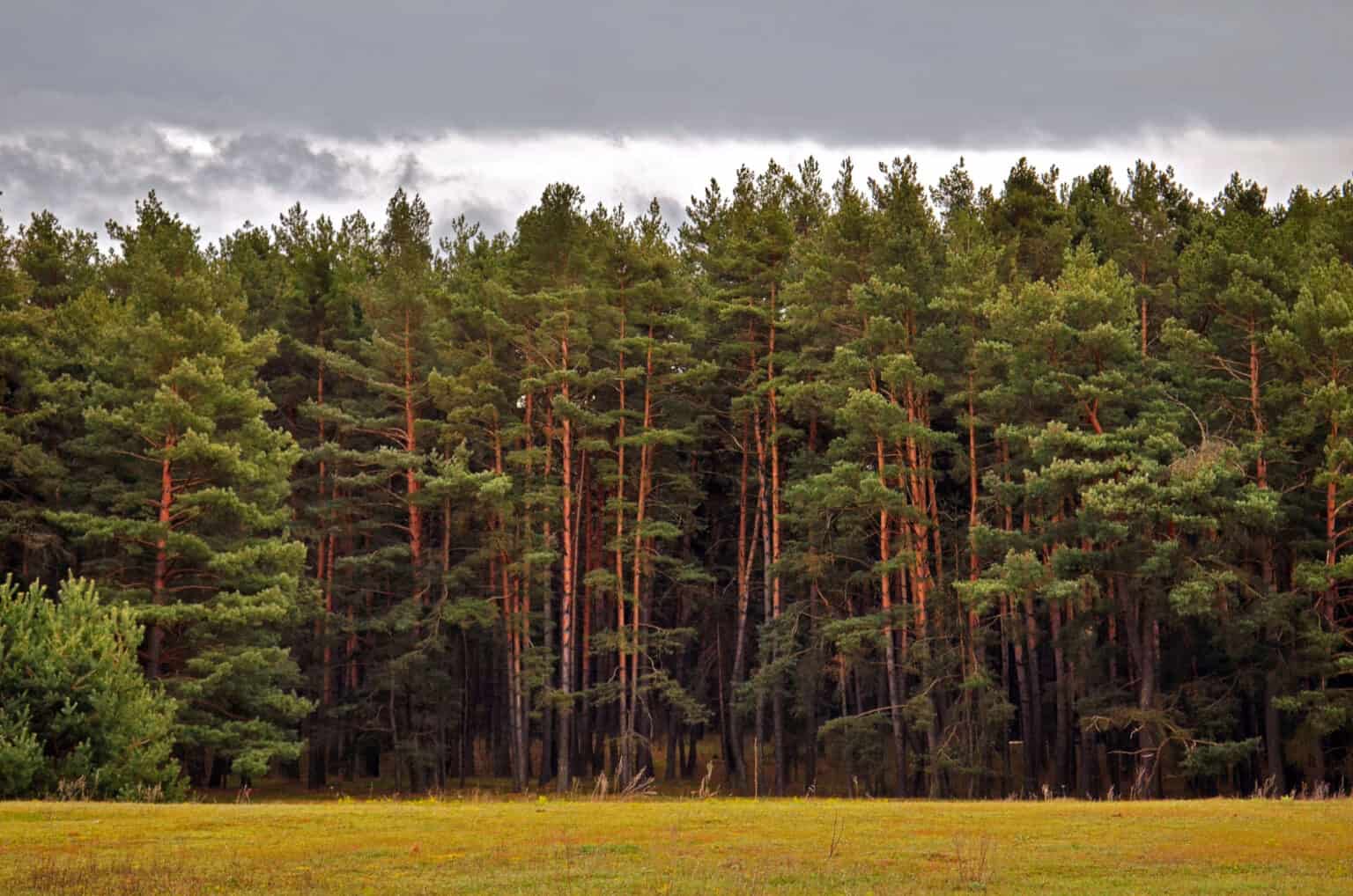 Discover the 20+ Different Types of Pine Trees - A-Z Animals