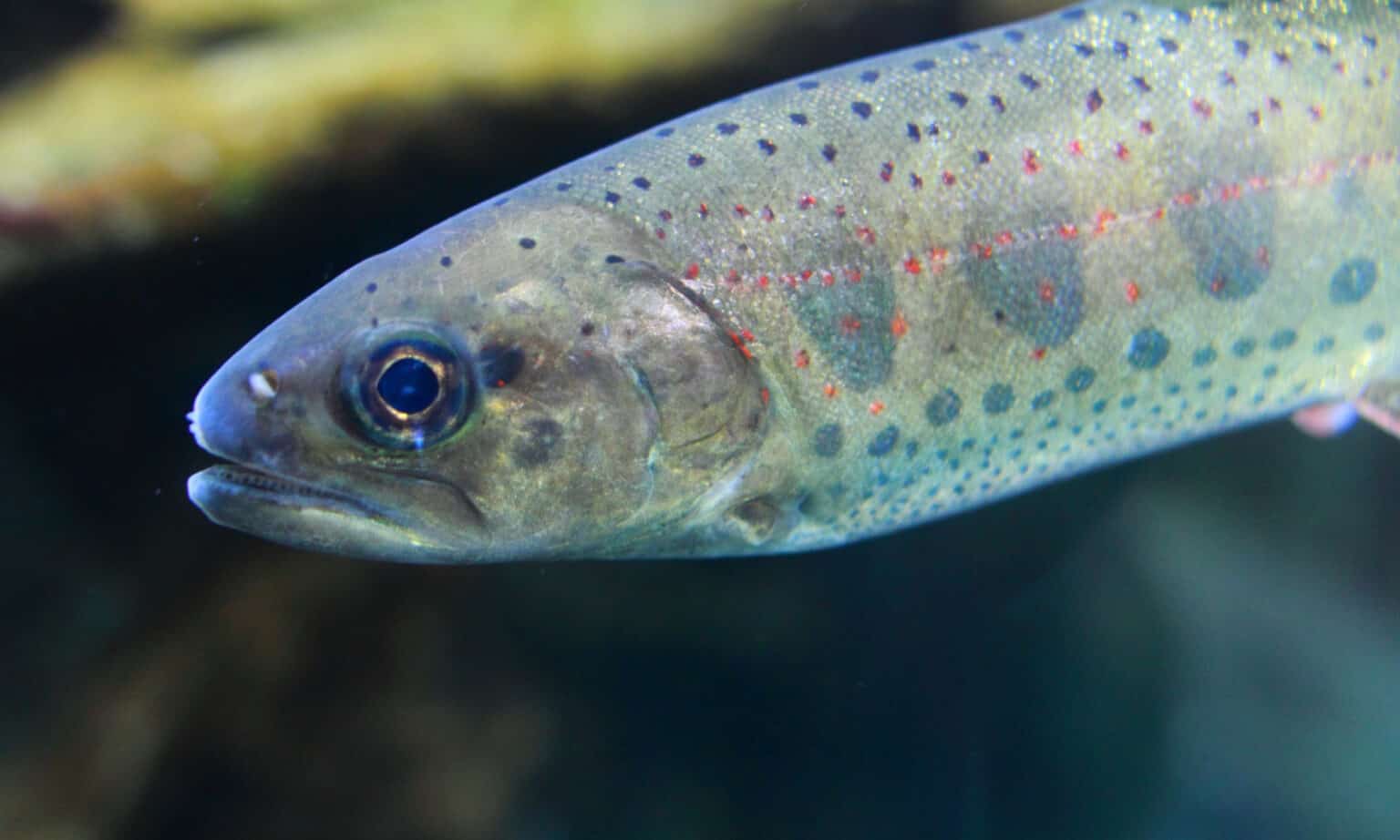 The 5 Best Fish to Catch in Maine This Summer - A-Z Animals