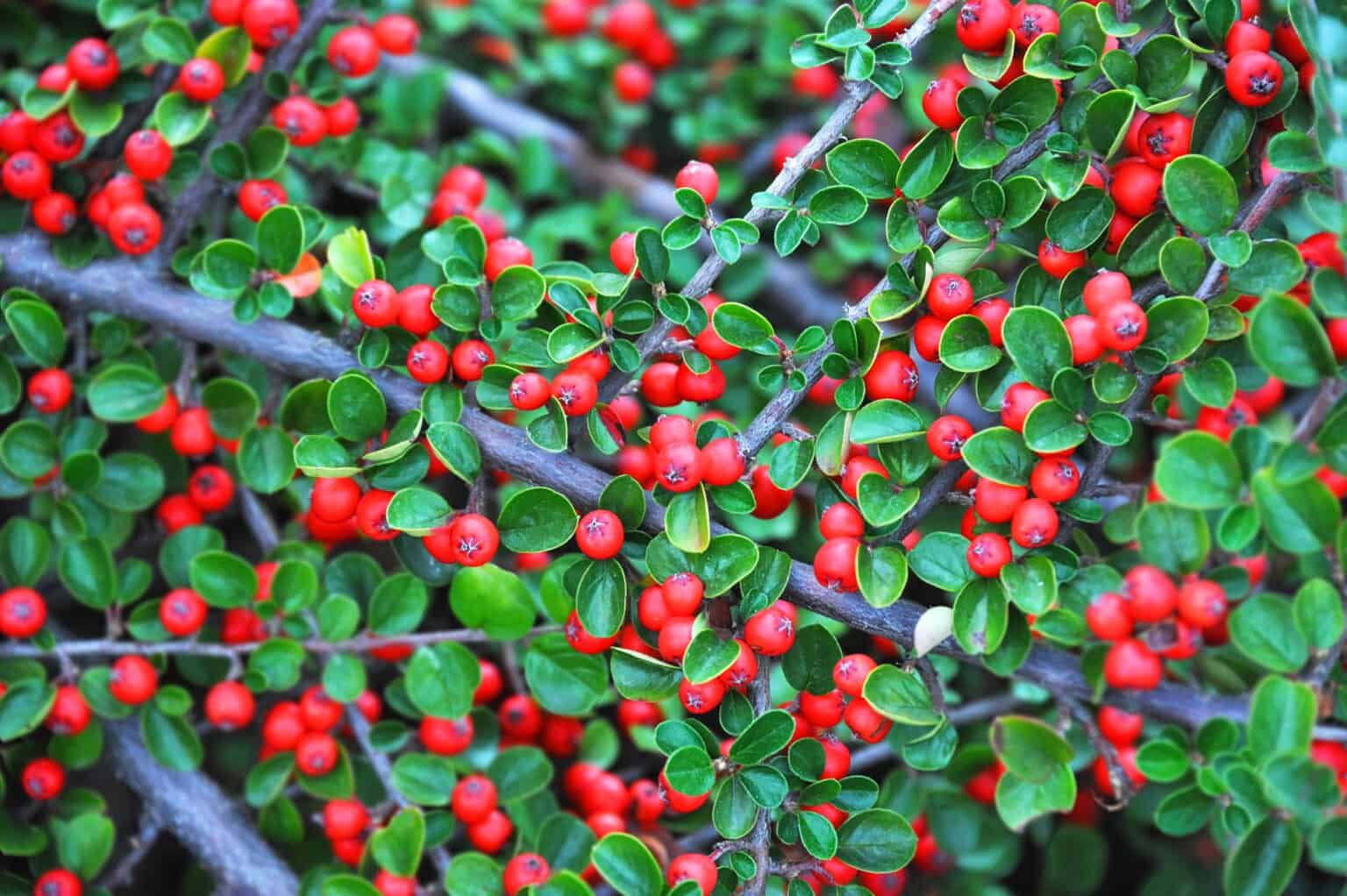 10+ Different Types of Poisonous Berries To Avoid At All Costs - A-Z ...