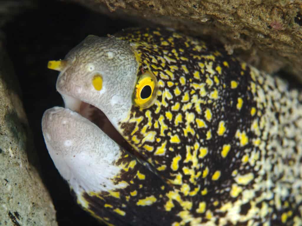 Animals in Guam - A-Z Animals
