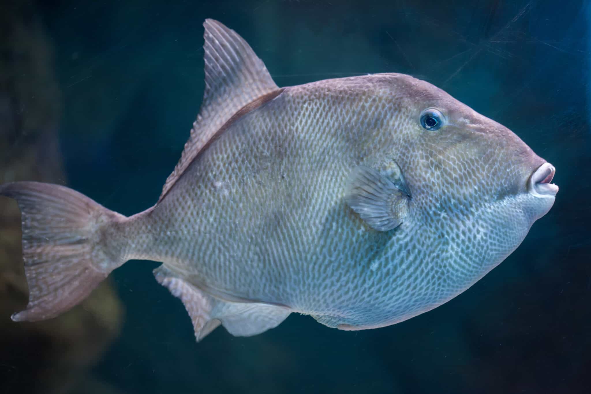 Triggerfish Fish Facts - A-Z Animals