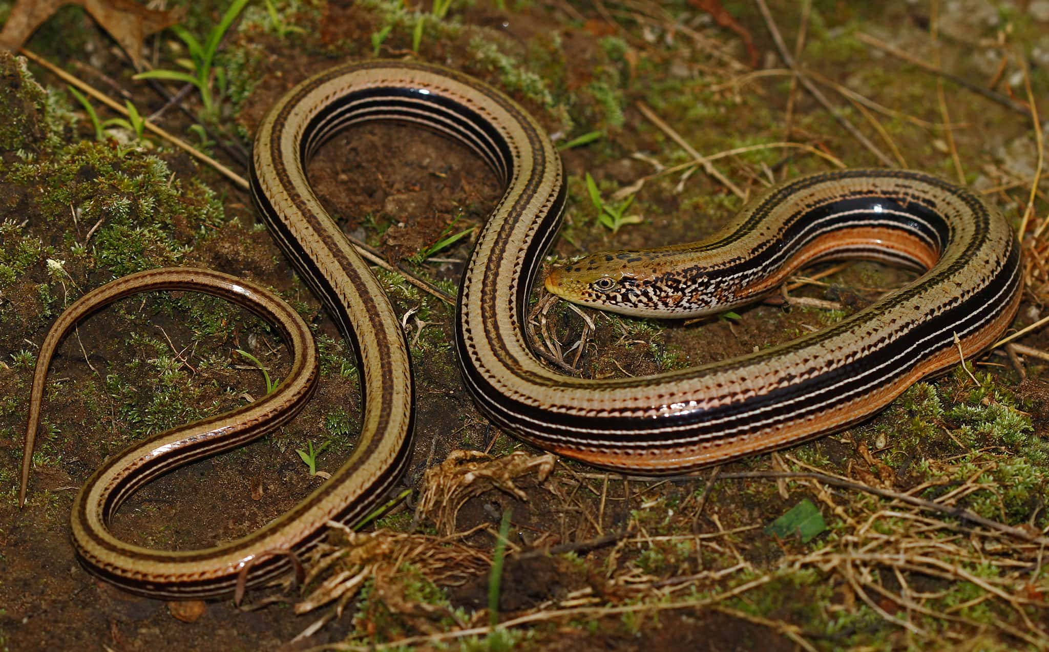 22 Snakes in Wisconsin - A-Z Animals