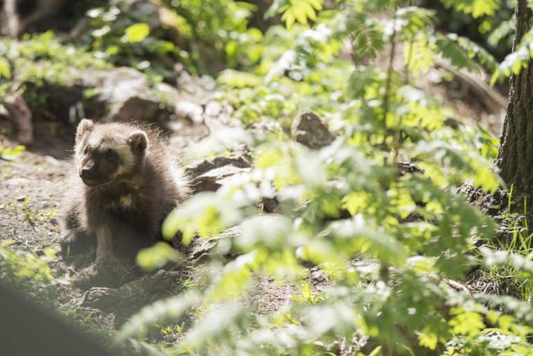 The Bone-Crushing Power of Wolverine Teeth - A-Z Animals