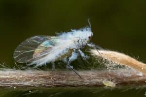 White Gnats: How to Identify and Get Rid of Them - A-Z Animals
