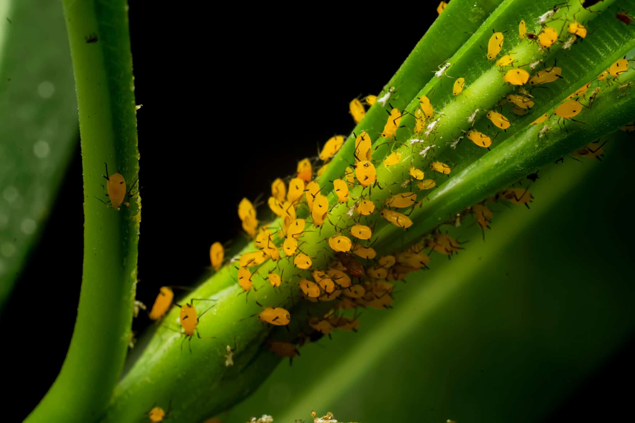 Milkweed aphids Insect Facts - Aphis nerii - A-Z Animals