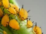 Aphid Predators: What Eats Aphids? - A-Z Animals