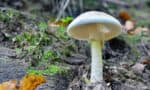Death Cap Mushrooms: A Complete Guide - AZ Animals