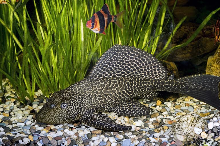 Armored Catfish Animal Facts - Loricariidae - A-Z Animals