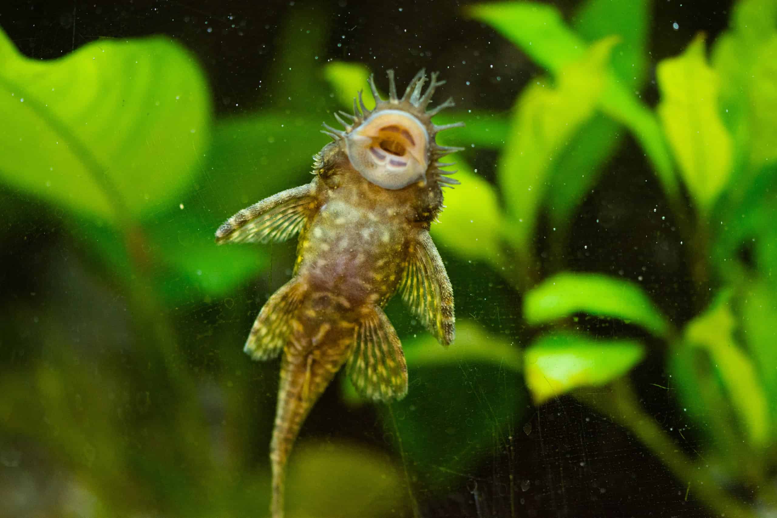 Armored Catfish Armored Catfish