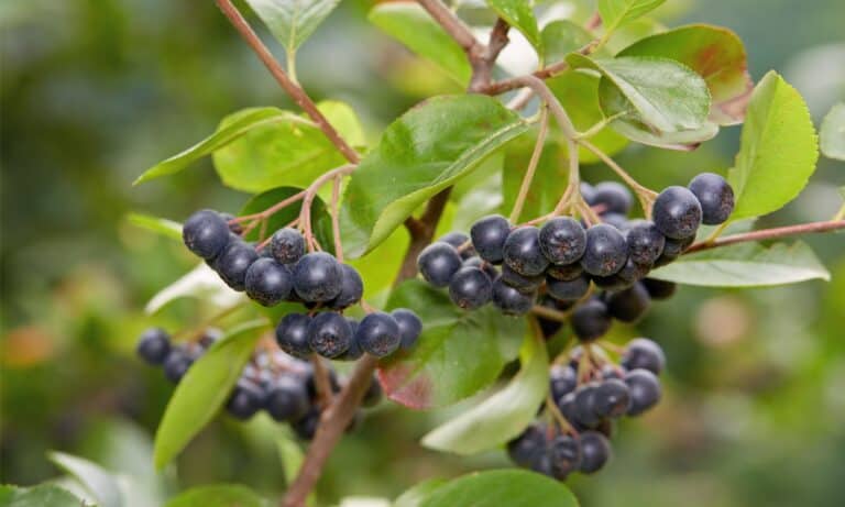 10+ Different Types of Edible Wild Berries You Can Safely Eat - A-Z Animals
