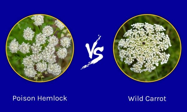 Poison Hemlock vs Wild Carrot: 5 Key Differences - A-Z Animals