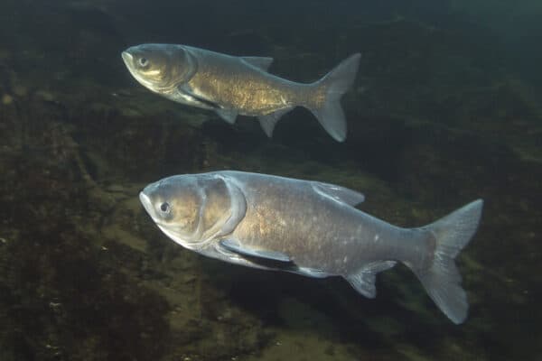 The Largest Bighead Carp Ever Caught in Wisconsin Was the Size of ...