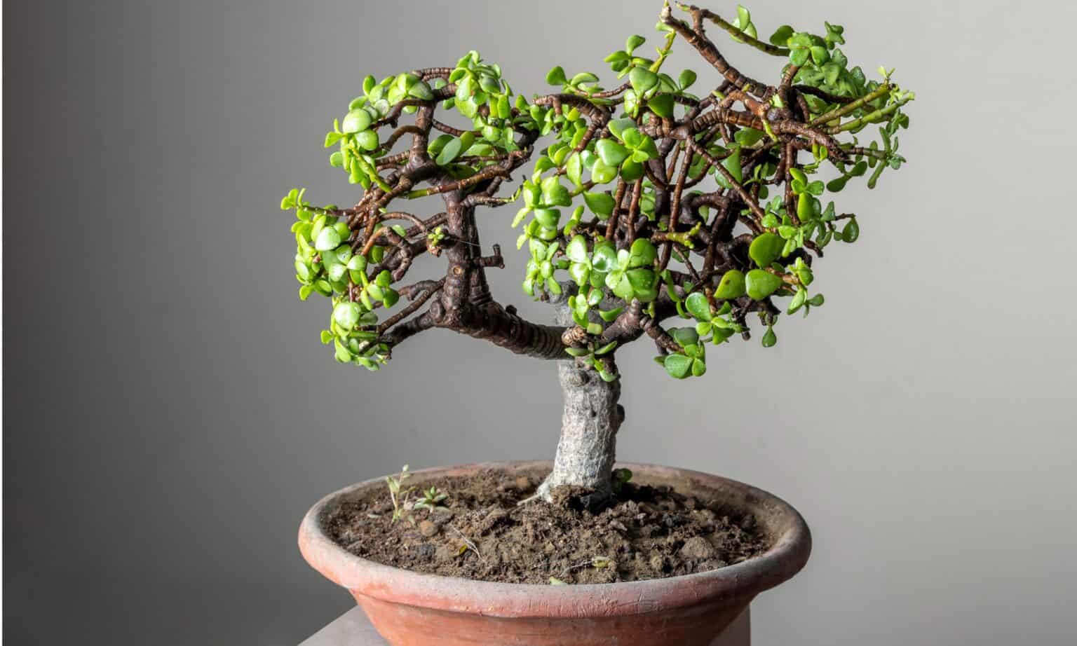 The 11 Best Indoor Bonsai Trees for Your Home - A-Z Animals