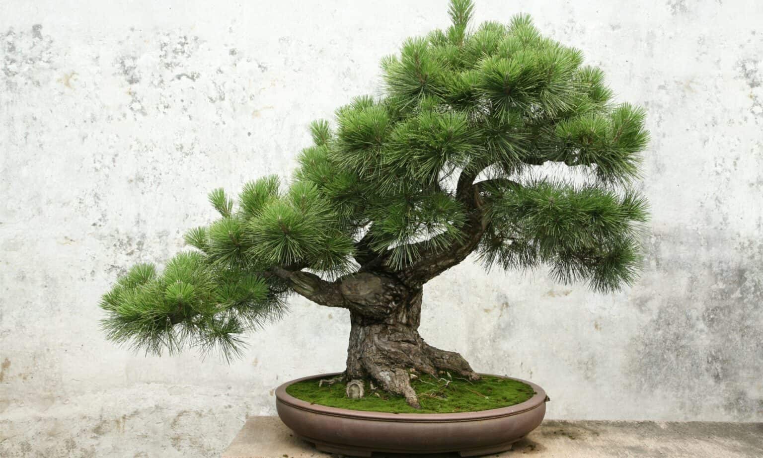 Discover The 20+ Different Types of Bonsai Trees - A-Z Animals