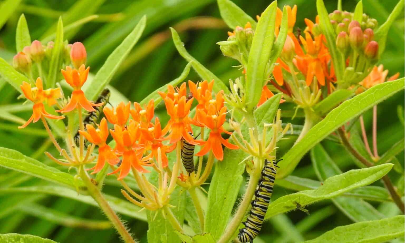 Butterfly Weed vs Milkweed: What’s the Difference? - A-Z Animals