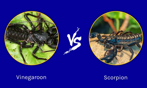 Vinegaroon vs Scorpion: What Are The Differences? - A-Z Animals