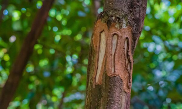Saigon Cinnamon vs Ceylon: Is There a Difference? - A-Z Animals