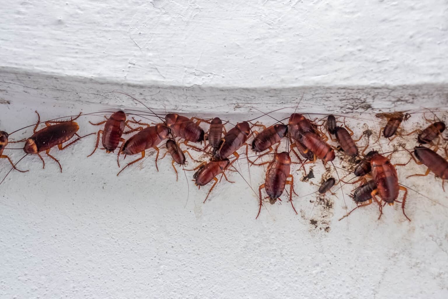 The 6 Most Common Causes of a Cockroach Infestation in Your House - A-Z ...