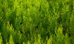 Green Giant Arborvitae vs Leyland Cypress: What's the Difference? - A-Z ...