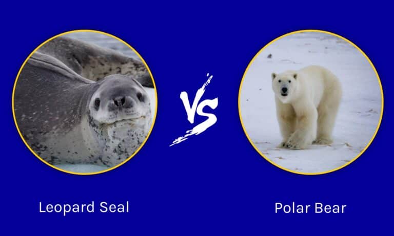 Leopard Seal vs Polar Bear: What's the Difference? - A-Z Animals