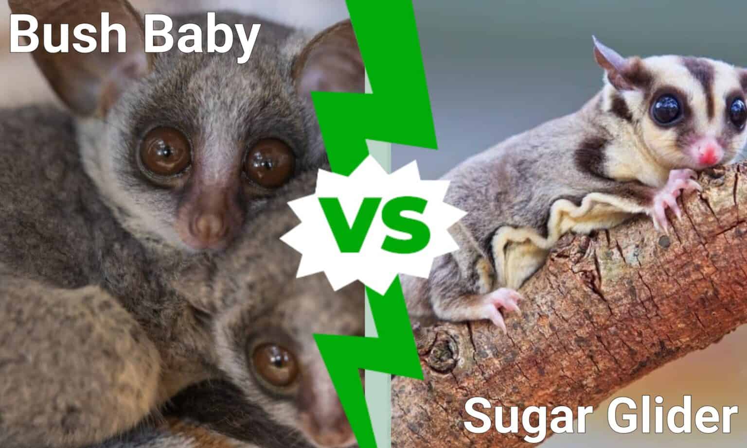 Bush Baby or Sugar Glider? The Cutest Showdown in the Trees - A-Z Animals