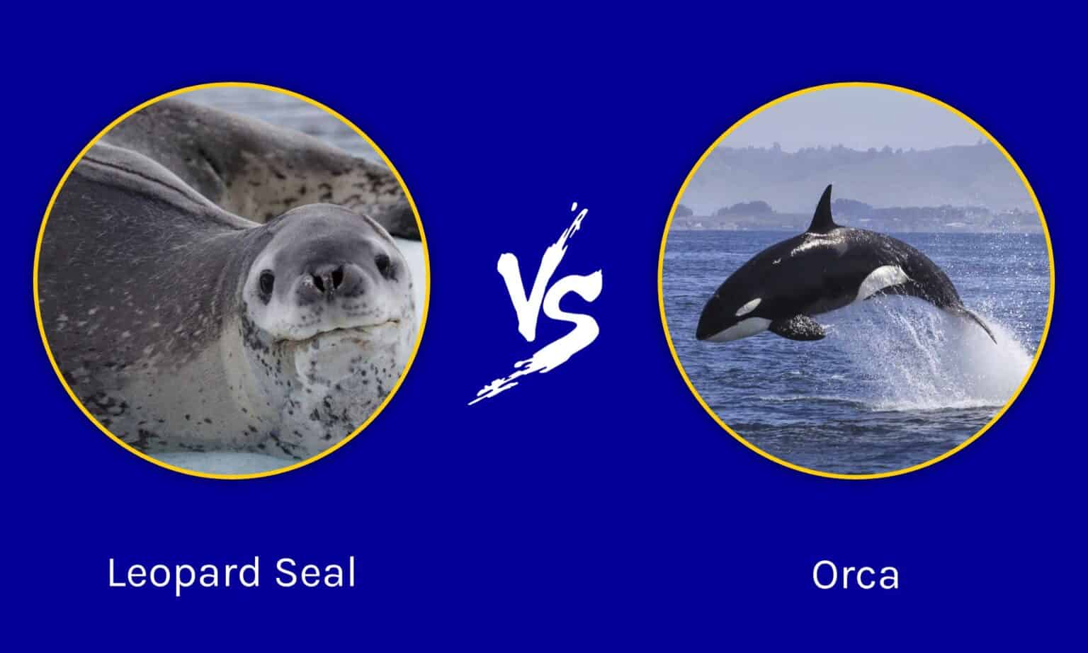 Leopard Seal vs Orca: What's the Difference? - A-Z Animals