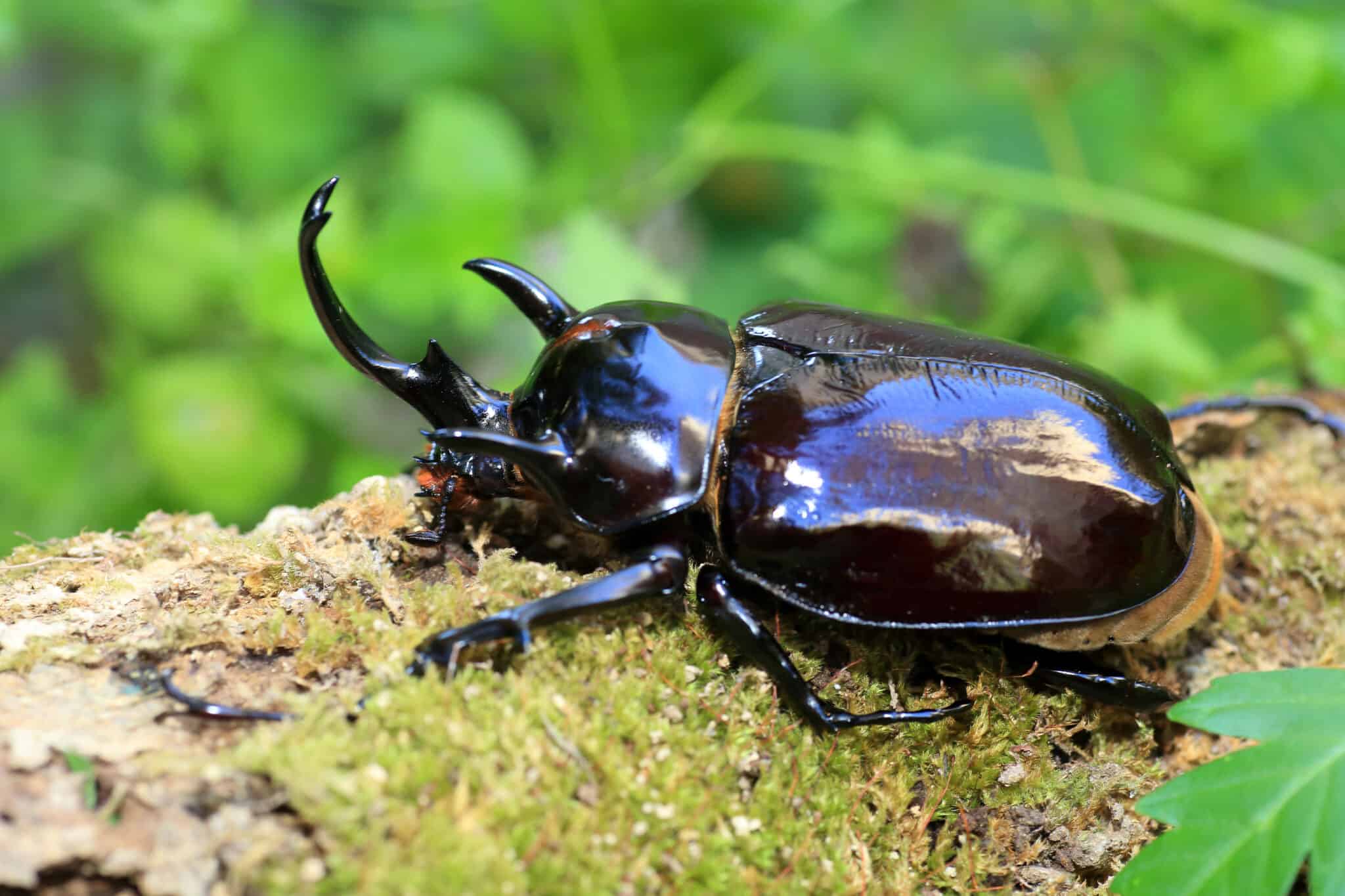 Elephant Beetle Insect Facts - Megasoma elephas - A-Z Animals
