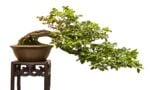 Bonsai Styles: Everything You Need to Know - A-Z Animals