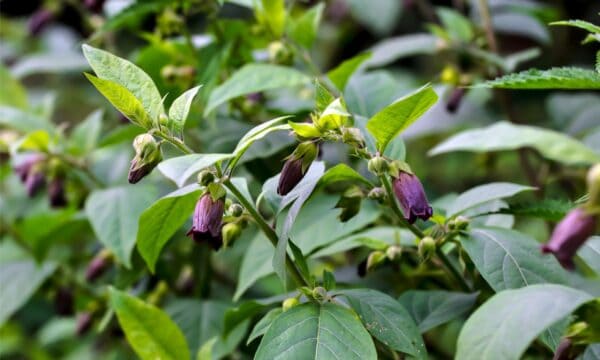 Discover 9 Unique and Eerie Supernatural Plants - A-Z Animals