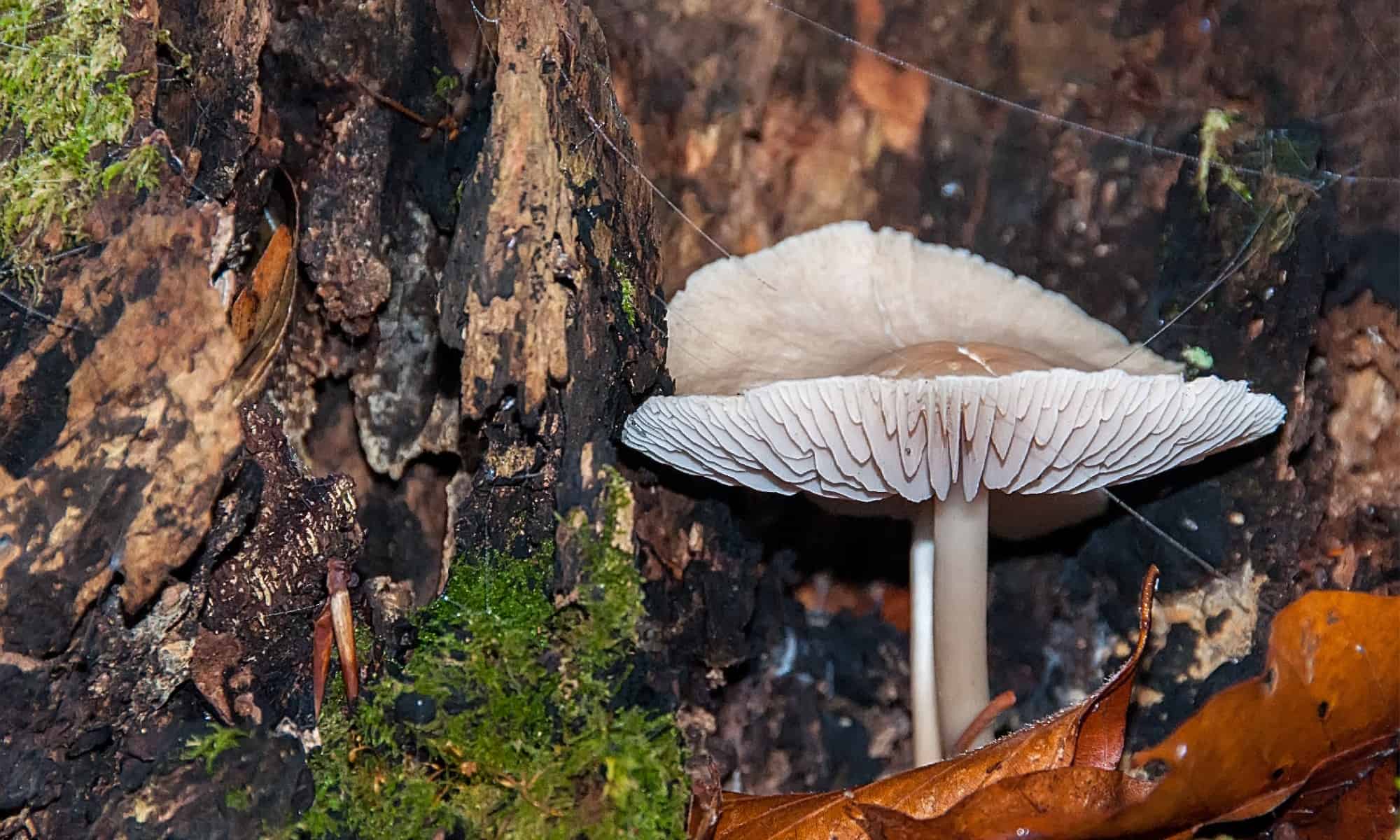 8 Different Types of Poisonous Mushrooms You Should Avoid