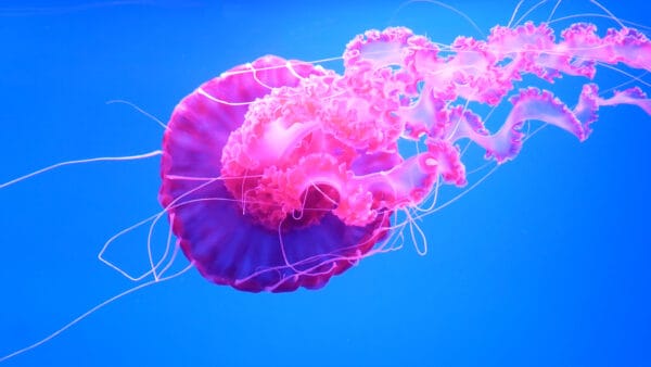Jellyfish Day Celebrates 500 Million Years of Ocean Wonder - A-Z Animals