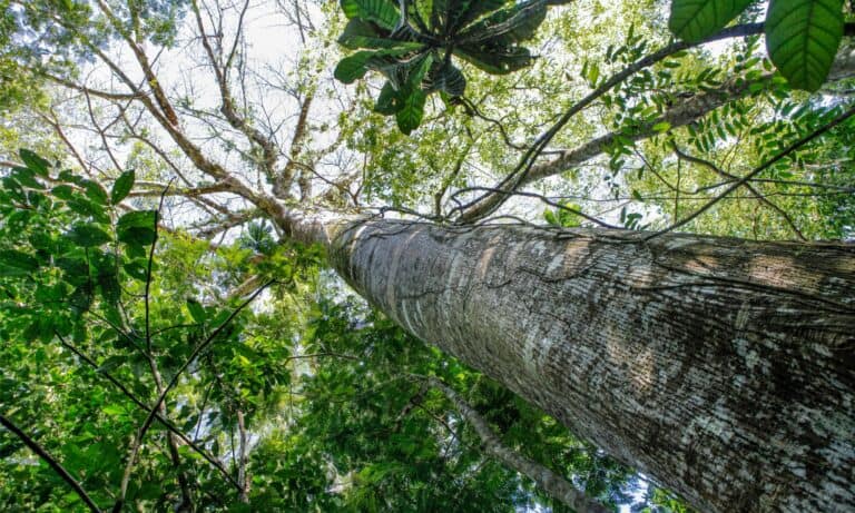 The Different Types of Evergreen Trees - A-Z Animals