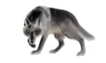 How To Draw A Wolf in 8 Easy Steps - A-Z Animals
