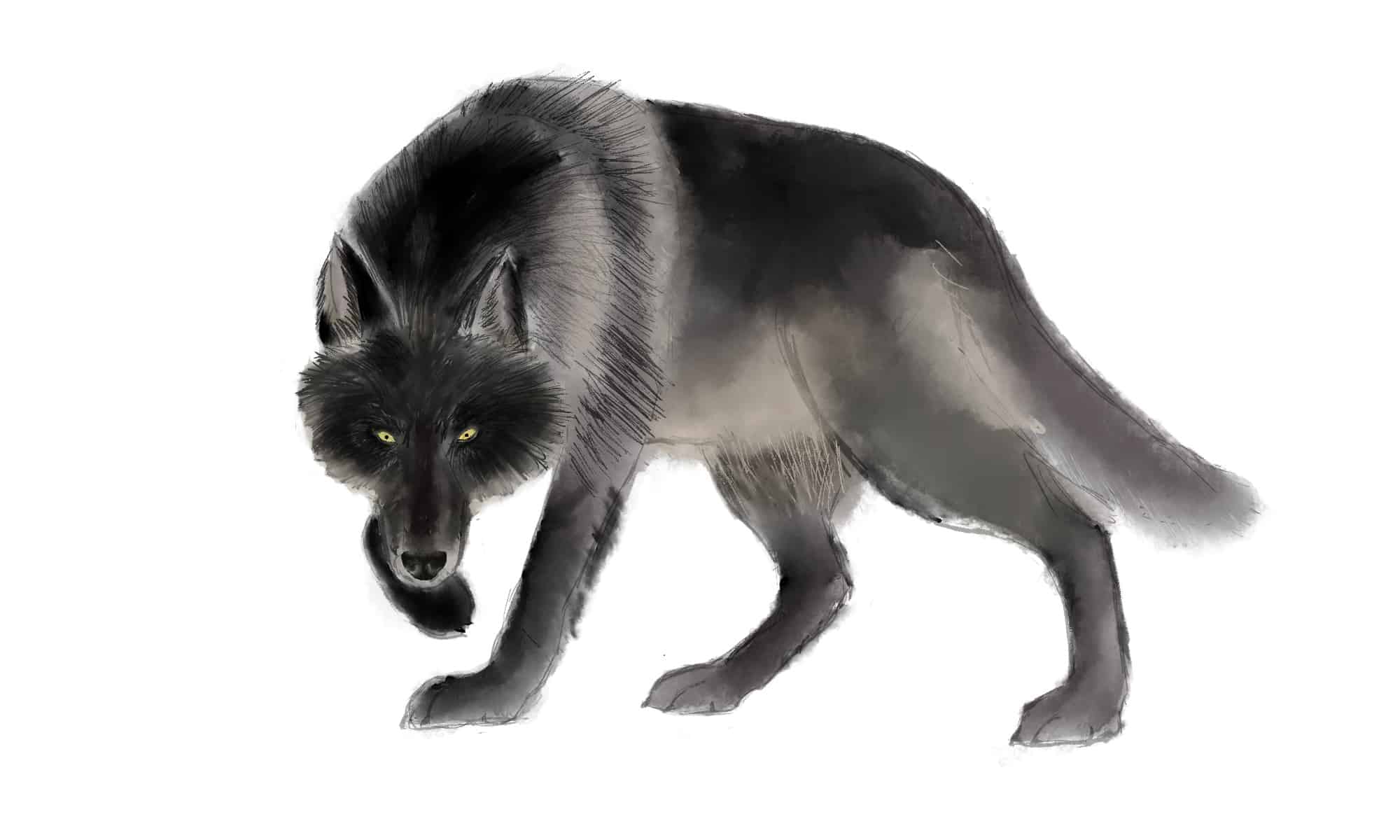How To Draw A Wolf in 8 Easy Steps - A-Z Animals