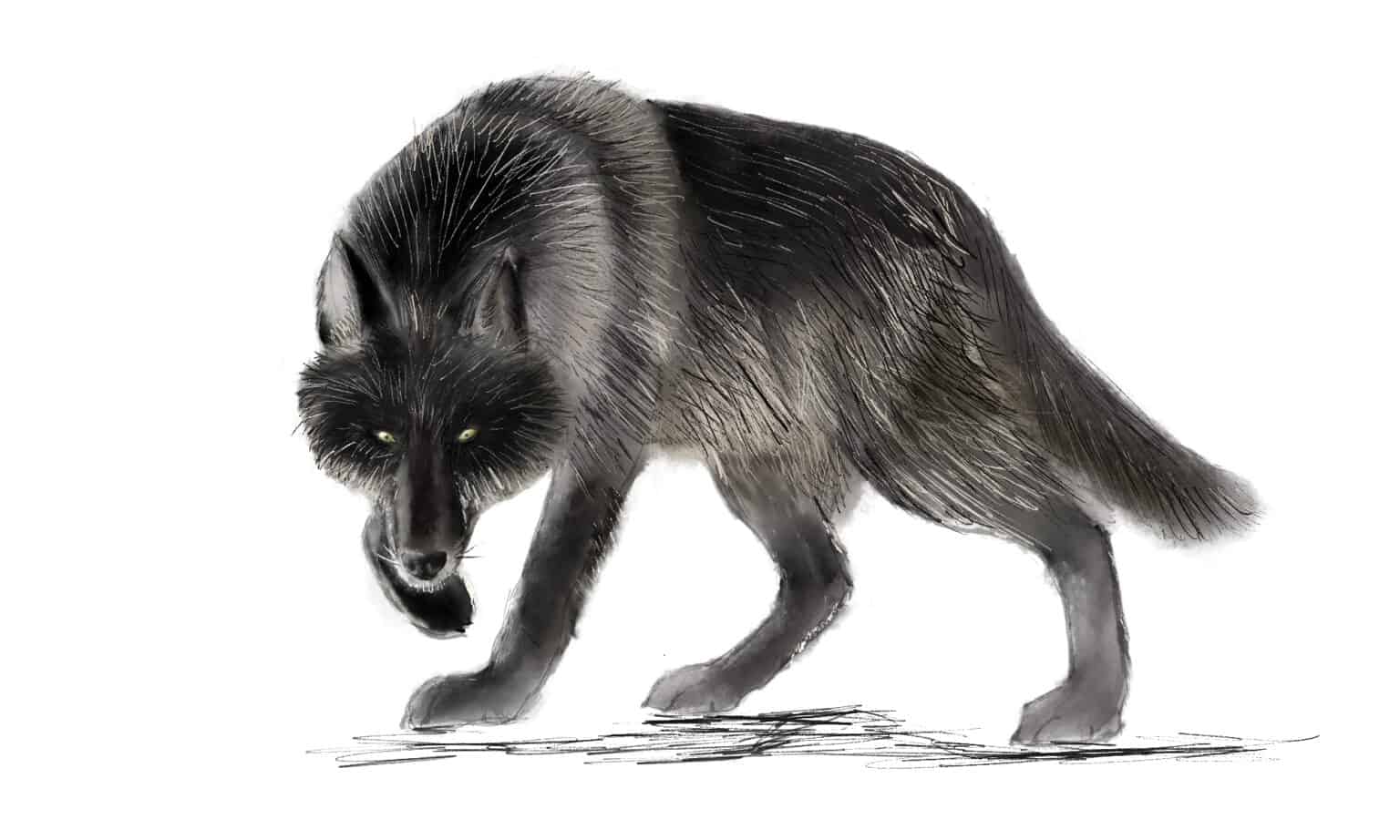 How To Draw A Wolf in 8 Easy Steps - A-Z Animals