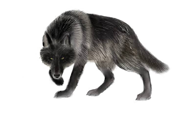 How To Draw A Wolf in 8 Easy Steps - A-Z Animals