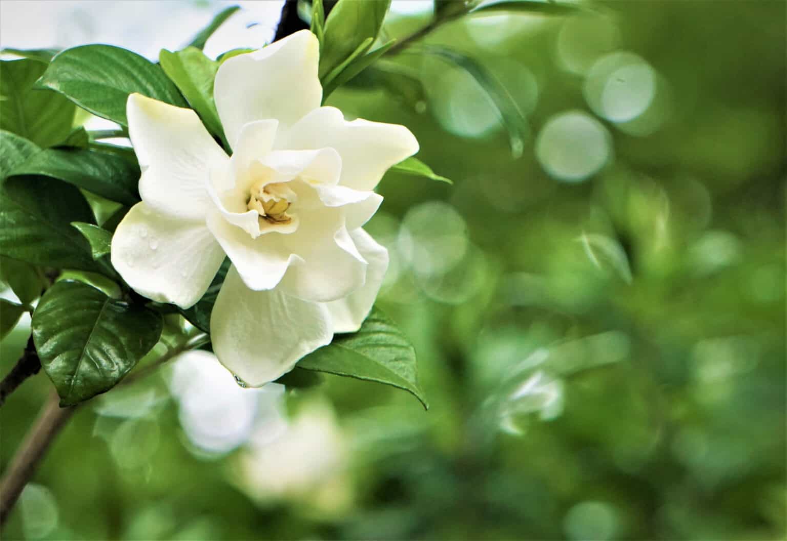 15 Gorgeous Flowers That Symbolize Forgiveness - A-Z Animals
