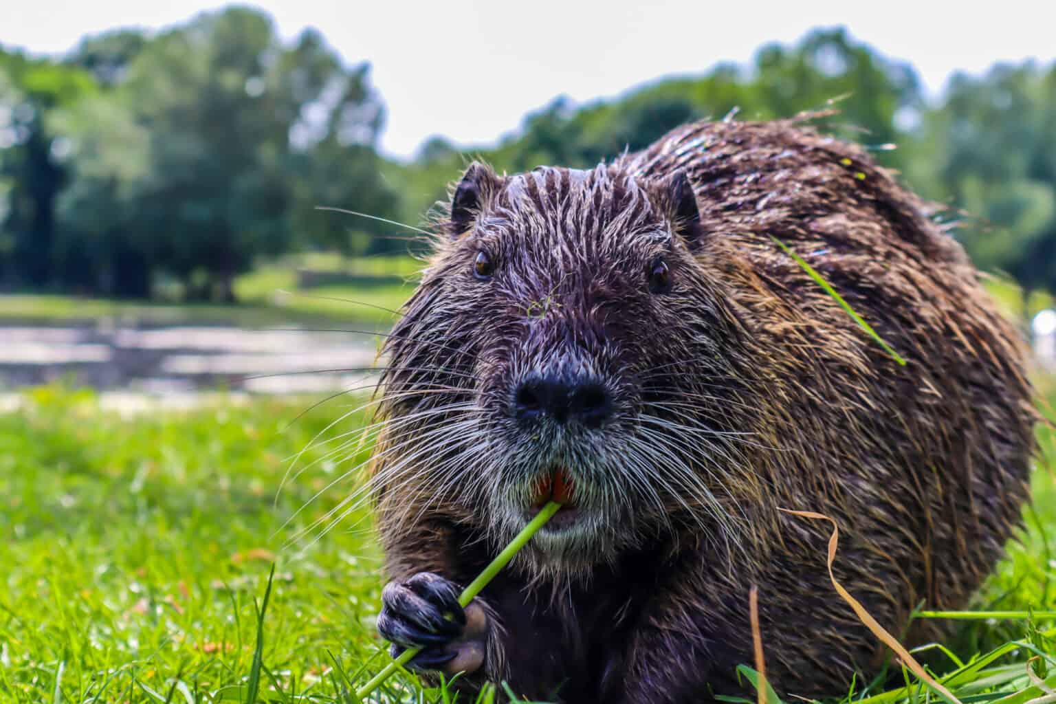Muskrat Poop: Everything You've Ever Wanted to Know - A-Z Animals