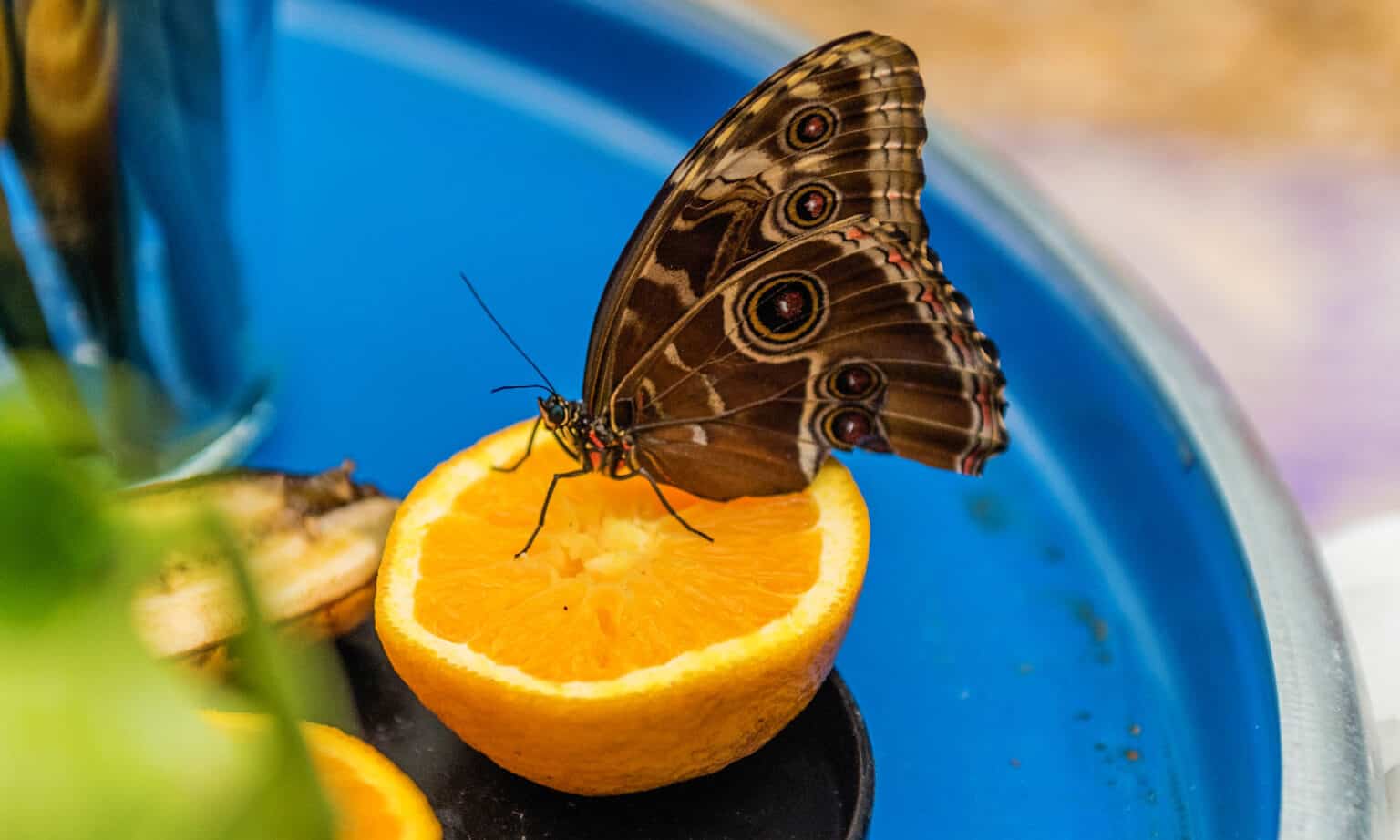 Butterfly Poop: Everything You've Ever Wanted to Know - A-Z Animals