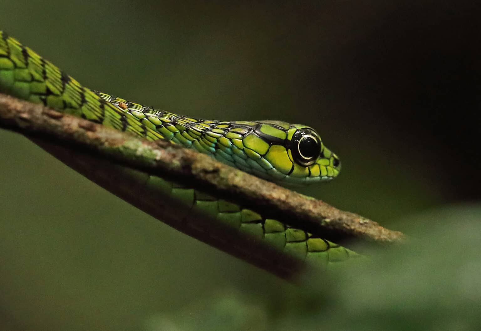 These Unique Snakes Have Truly Hypnotic Eyes - A-Z Animals Slideshows