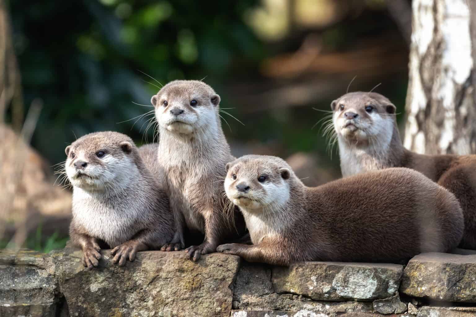 Otter Animal Facts - A-Z Animals