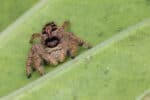 Meet the Largest Jumping Spider in the World - A-Z Animals